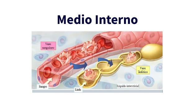 Medio Interno | Genially