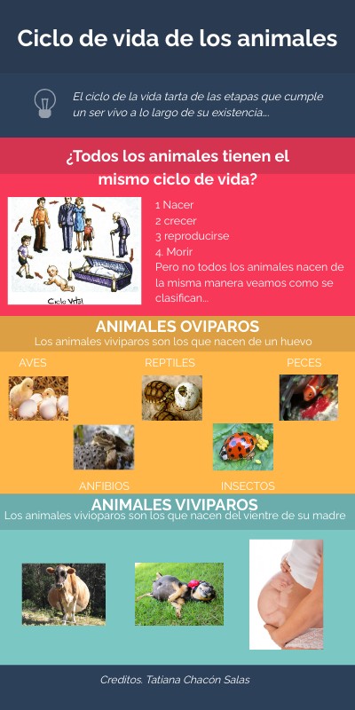 Ciclo de vida de los animales | Genially