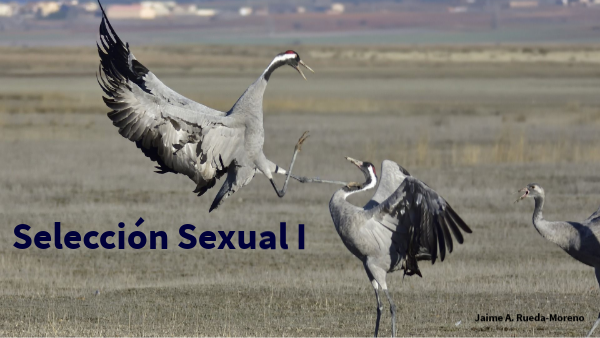 CSC Selección Sexual Jaime