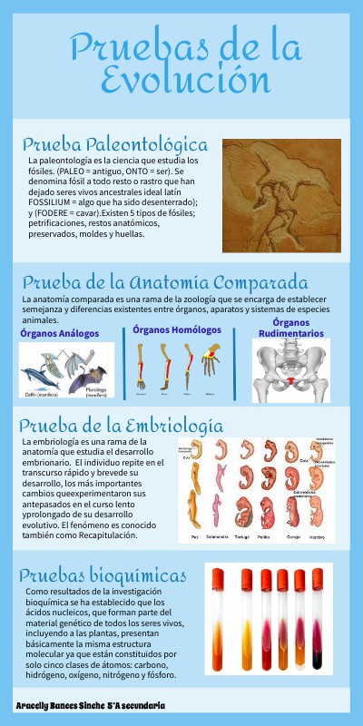 pruebas de la evolucion