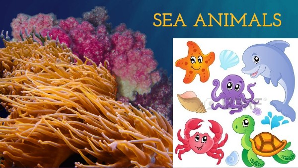 Sea animals