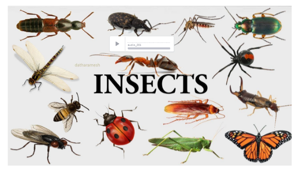 insects | Genially