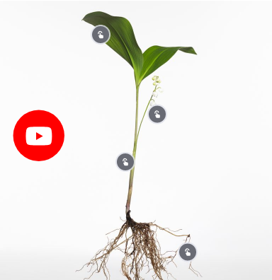 Parts of the plant | Genially