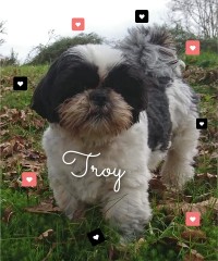 Troy