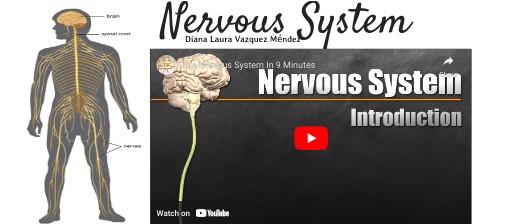 NERVOUS SYSTEM