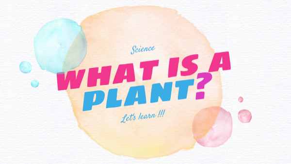 What is a plant?