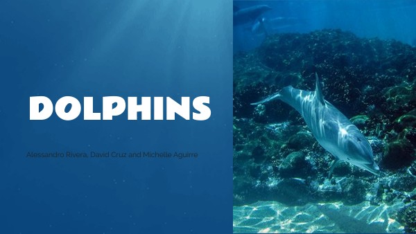 DOLPHINS