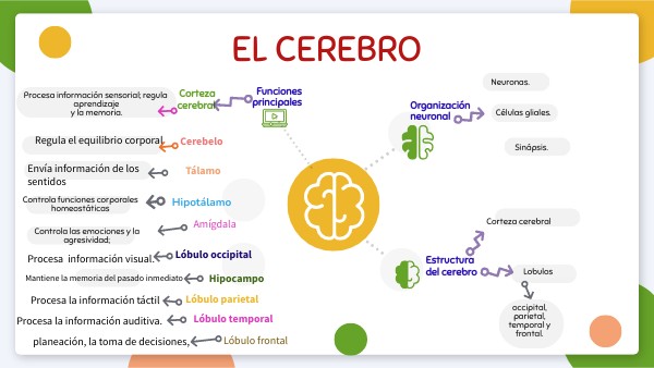 MAPA MENTAL CEREBRO | Genially