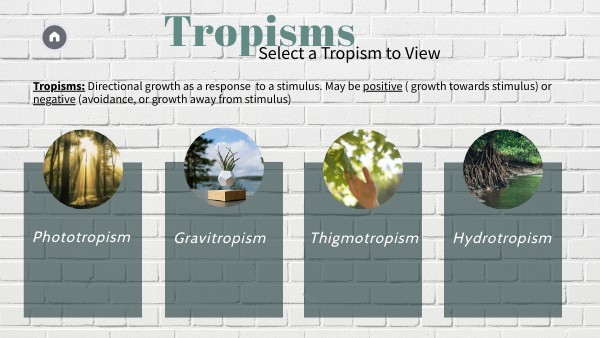Tropisms | Genially