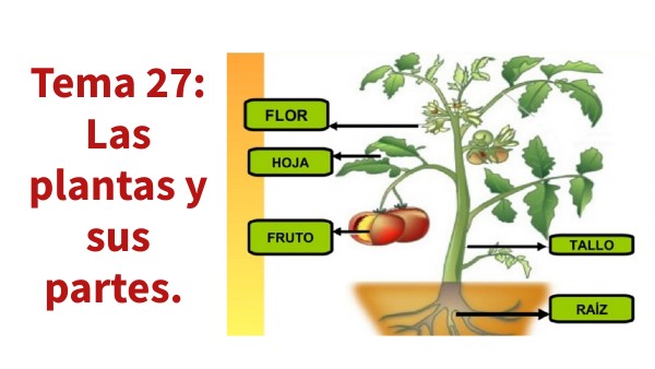 Tema 27: Las platas y sus partes. | Genially