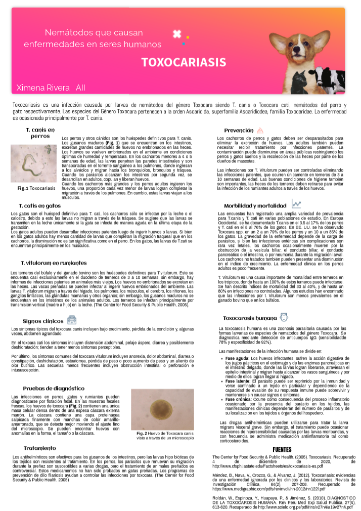 toxocariasis | Genially