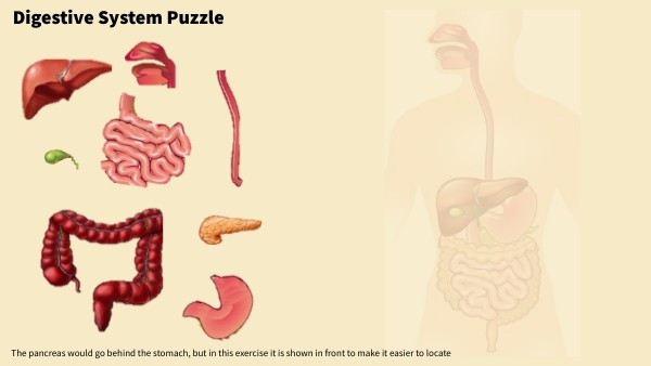 SyS06. Digestive System Puzzle | Genially