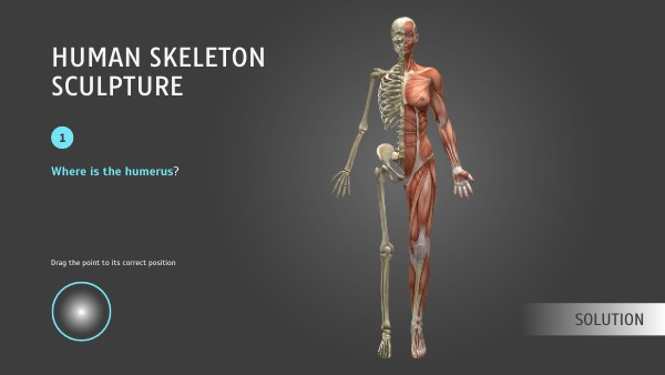 Human Skeleton Sculpture | Genially
