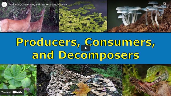 Decomposers