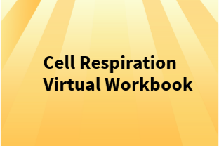 Cell Respiration Virtual Workbook