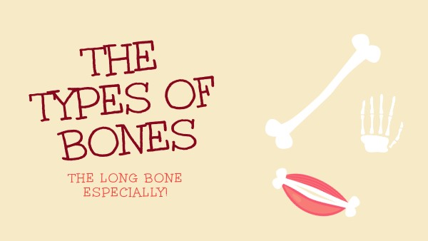 Types of Bones and the Long Bone