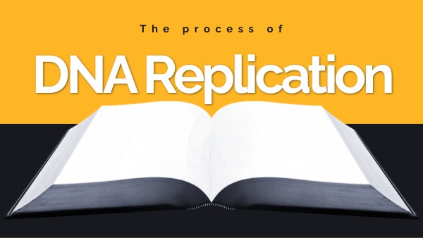 DNA Replication | Genially