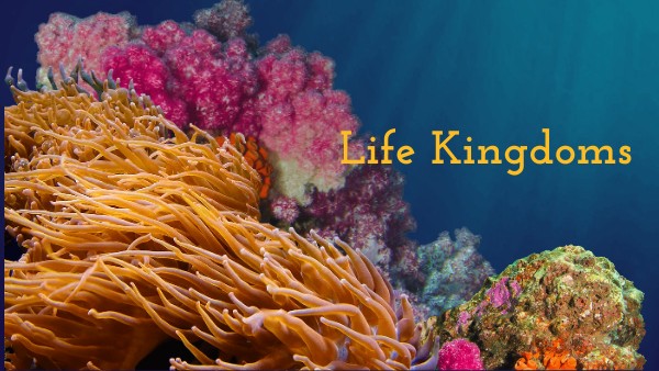 Life Kingdoms