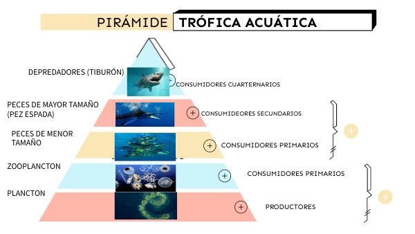 NIVELES TRÓFICOS DE ECOSISTEMAS TERRESTRES Y ACUÁTICOS