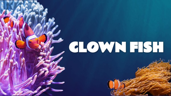 Clownfish | Genially