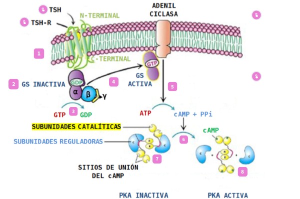Vía del AMPc | Genially