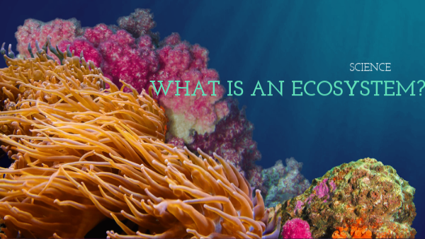 Ecosystems | Genially