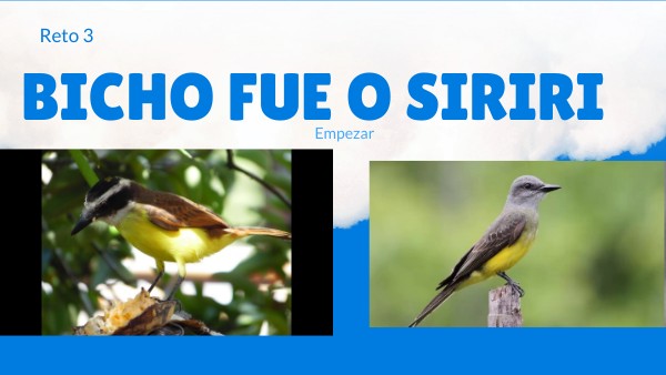 Reto 3, ¿Bicho fue o Siriri? | Genially