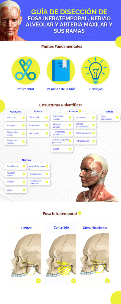 Infograma disección fosa infratemporal