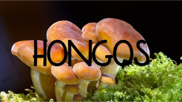 Hongos