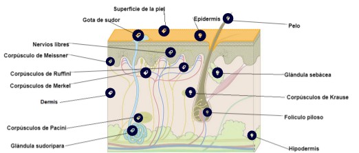Partes del sentido del tacto