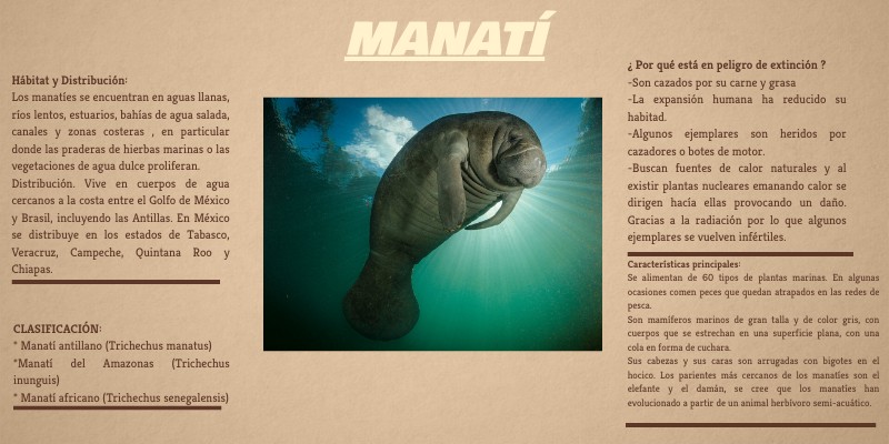 EL MANATÍ