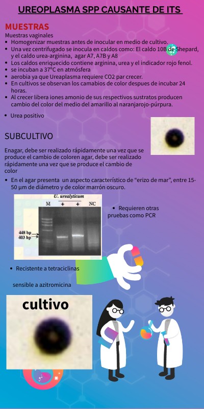 UREAPLASMA SPP | Genially
