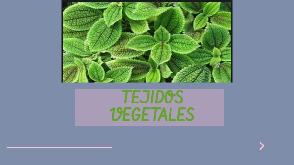 TEJIDOS SIMPLES | Genially