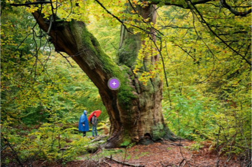 Bosque de Alsfeld | Genially