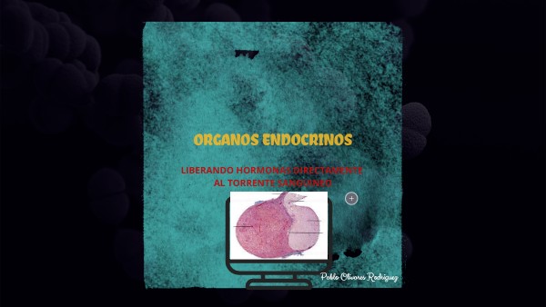 HISTOLOGIA-ORGANOS-ENDOCRINOS | Genially