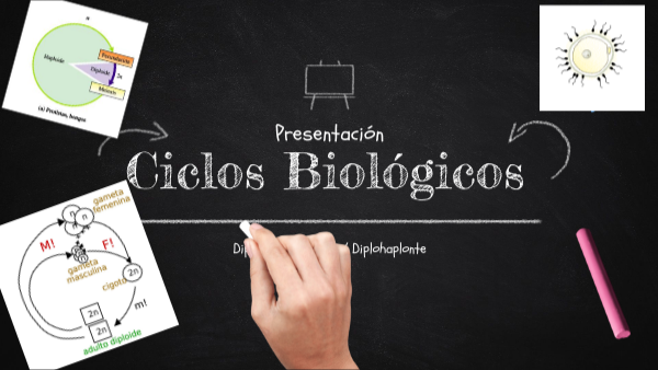 Ciclos Biológicos | Genially