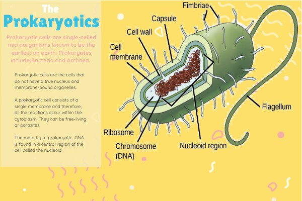 Prokaryotic cell | Genially