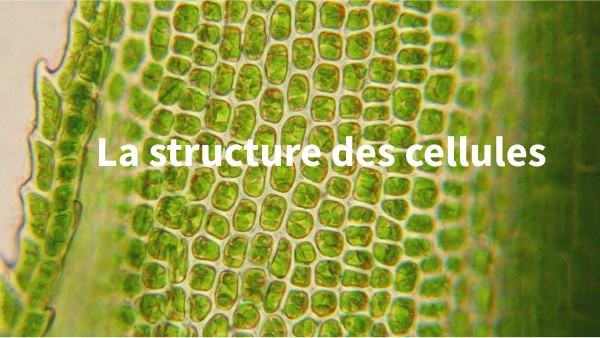Structure cellules