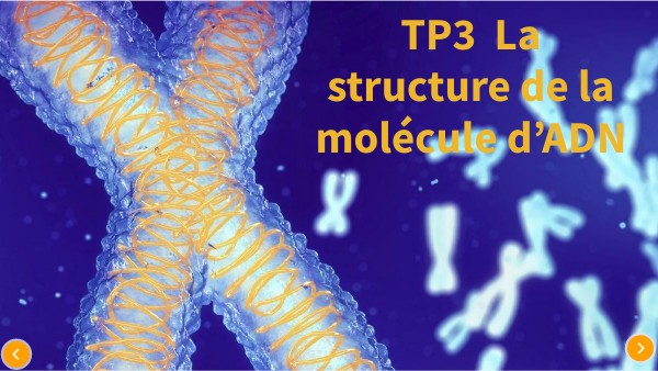 Structure ADN | Genially