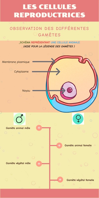 cellules reproductrices