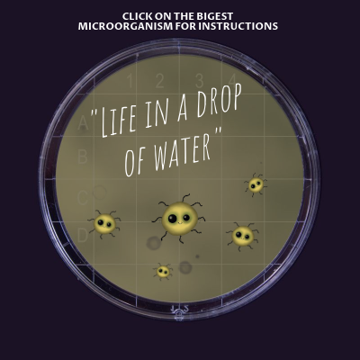 Life in a drop of water - Virtual lab | Genially