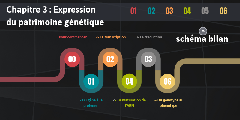 ch 3 expression patrimoine génétique | Genially