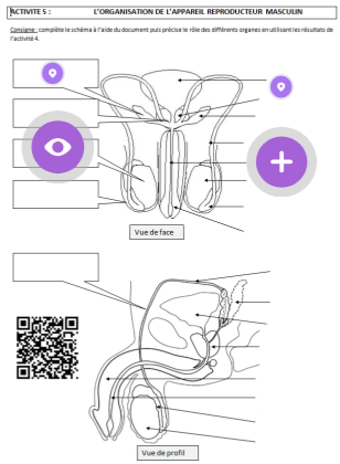 L'organisation de l'appareil reproducteur masculin