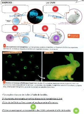 Correction exercice sur les OGM | Genially