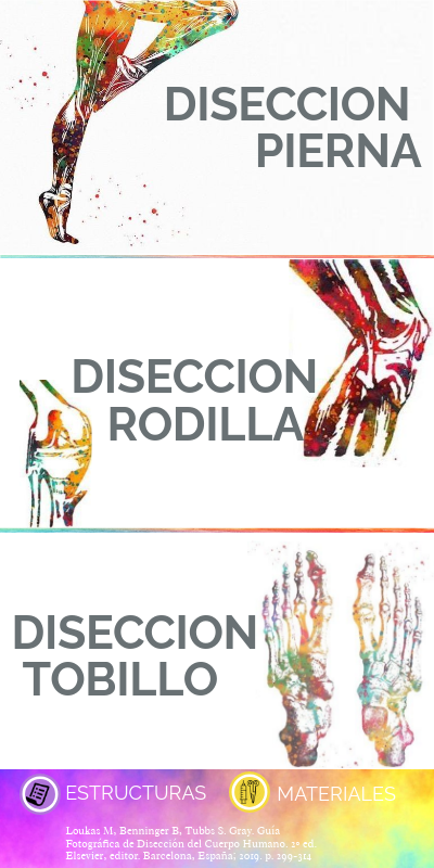 Disección pierna, rodilla y tobillo | Genially