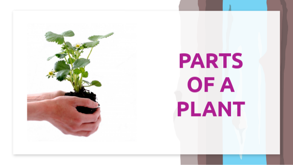Parts of a Plant - 3EGB | Genially