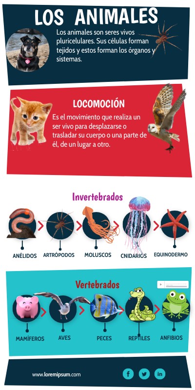 CONOCIENDO LOS ANIMALES