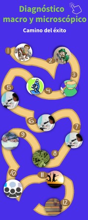 Diagnóstico macro y micro. Camino al éxito | Genially