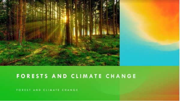 forests and climate change