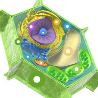 INTERACTIVE PLANT CELL MODEL | Genially